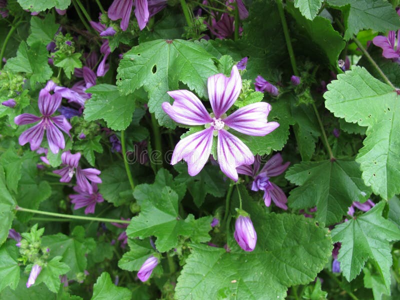 Cup of Common Mallow Tea with Fresh Blooming Malva Sylvestris Plant on ...