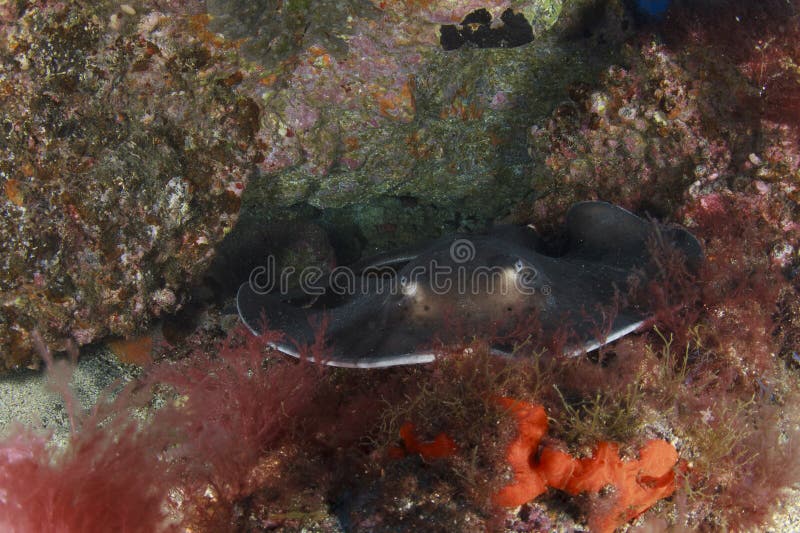 A Common Manta Ray Rests Under a Ledge Surrounded by Algae and Sand ...