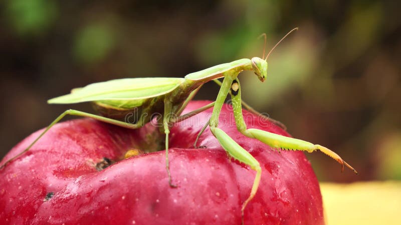 Common mantis on an apple. stock video. Video of large - 339549117