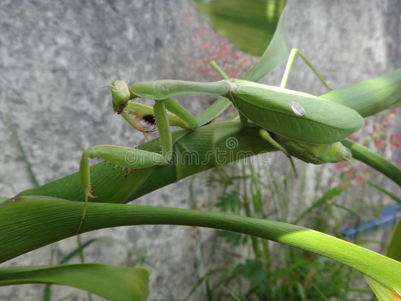 Common Mantis on Fresh Green Leaf Stock Photo - Image of grass, green ...