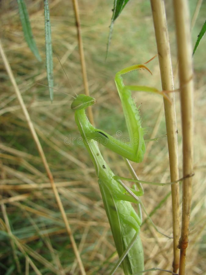 Common mantis green stock photo. Image of nature, lawn - 330977174