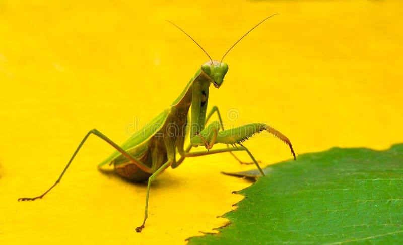 Common Mantis on the Wall of a Hive Stock Image - Image of autumn, rare ...