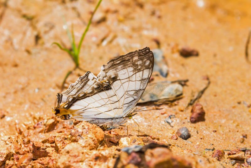 Common map butterfly stock image. Image of natural, butterfly - 32201227