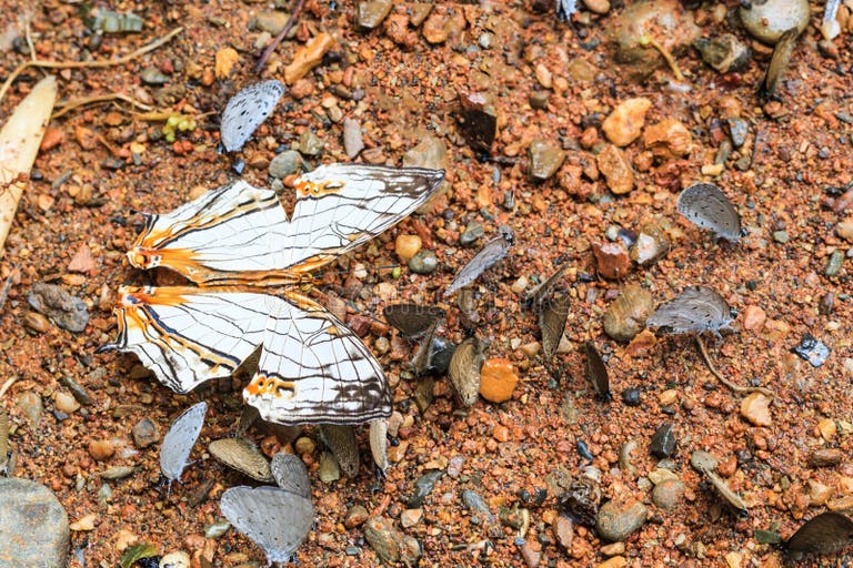 The Common Map butterfly stock photo. Image of insect - 65065246