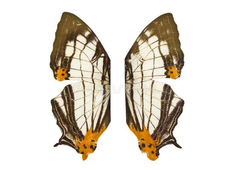 Common Map Butterfly Wings. Stock Photo - Image of large, hairy: 28790704