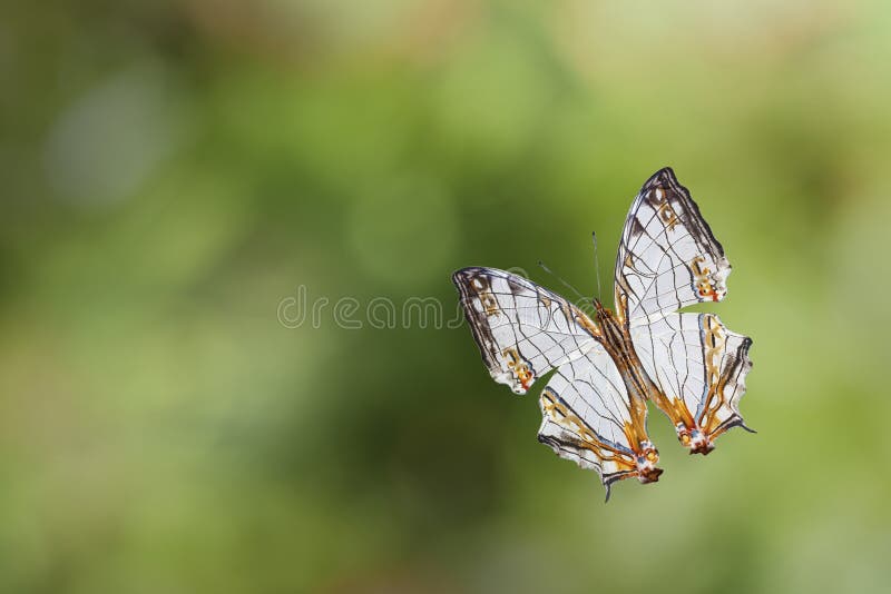 Common Map Cyrestis Thyodamas Butterfly Stock Photo - Image of brown ...