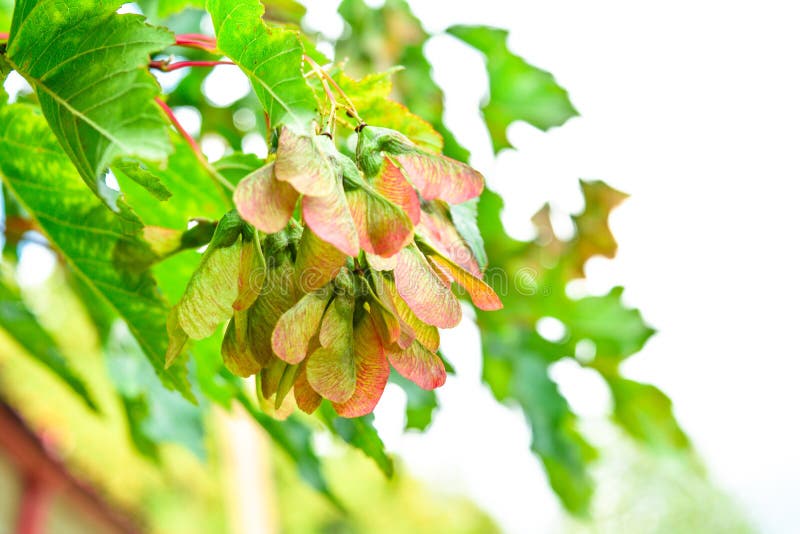 Common Maple Seeds in Sunny Day. Macro View of Maple Fruits Stock Image ...
