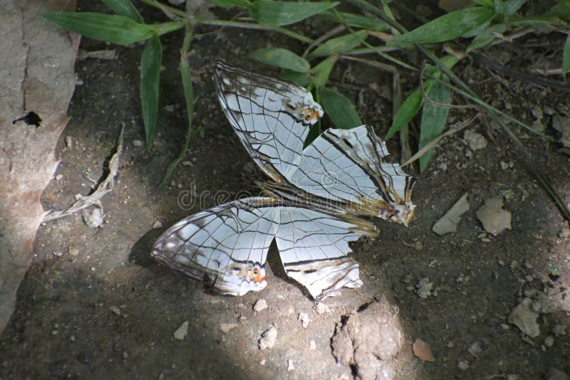 Common Mapwinginsects Butterfly Stock Photos - Free & Royalty-Free ...