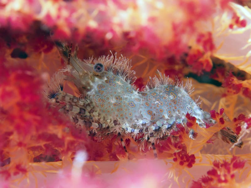 Common Marble Shrimp Stock Photos - Free & Royalty-Free Stock Photos ...