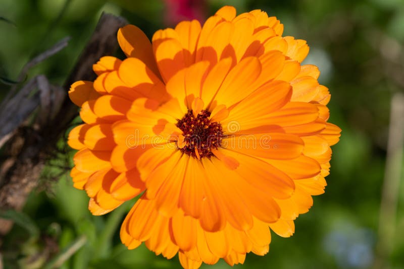 Common Marigold (calendula Officinalis) Flowers Stock Image - Image of ...