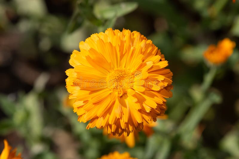 Common Marigold Calendula Officinalis Flower Stock Photo - Image of ...