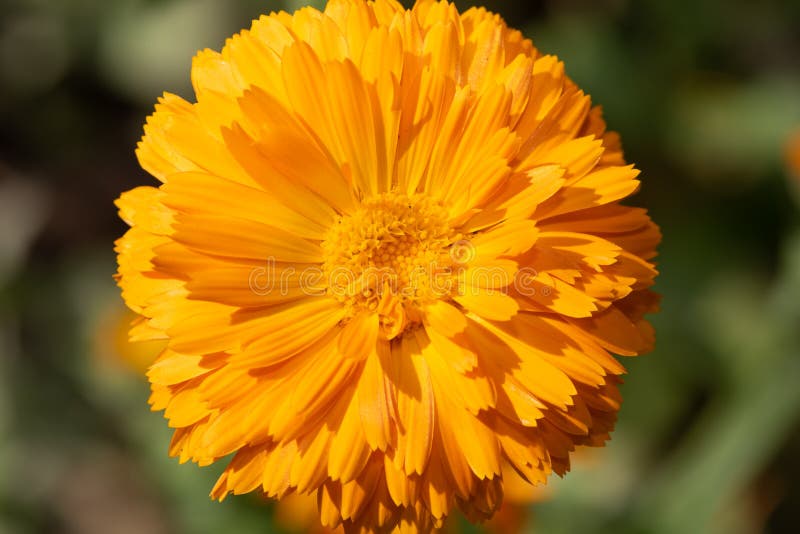 Common Marigold Calendula Officinalis Flower Stock Image - Image of ...