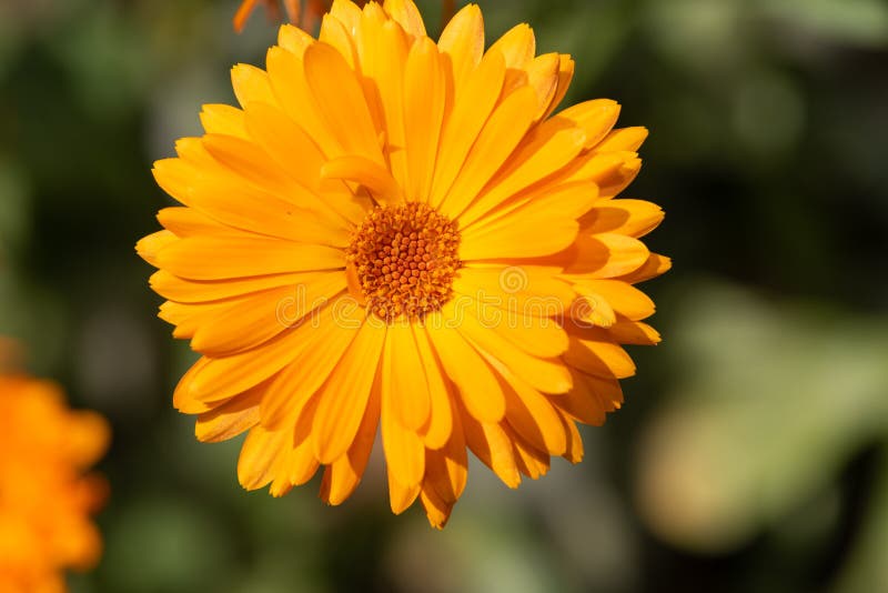 Common Marigold Calendula Officinalis Flower Stock Photo - Image of ...