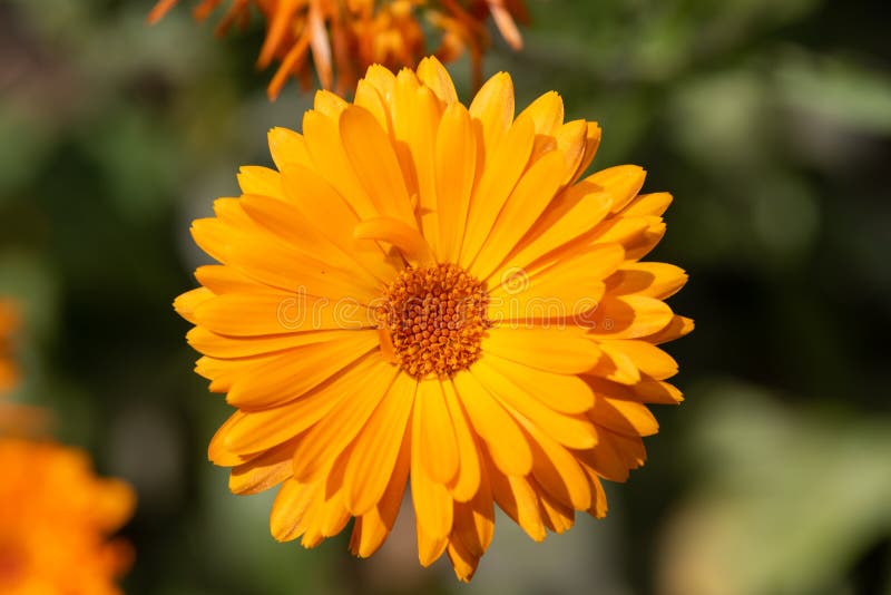 Common Marigold Calendula Officinalis Flower Stock Photo - Image of ...