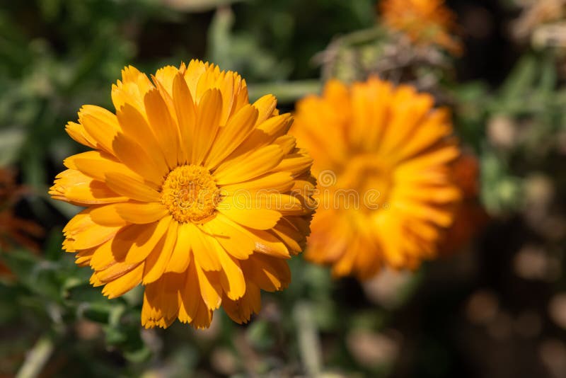 Common Marigold Calendula Officinalis Flower Stock Image - Image of ...
