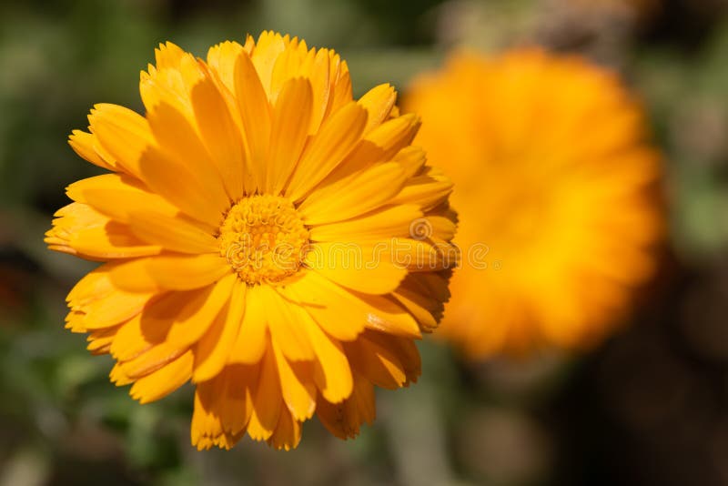 Common Marigold (calendula Officinalis) Flowers Stock Image - Image of ...