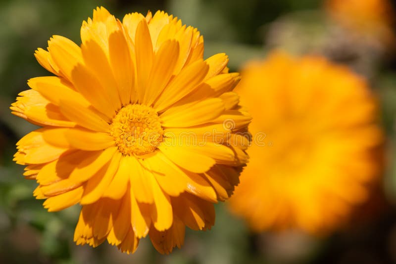 Common Marigold (calendula Officinalis) Flowers Stock Image - Image of ...