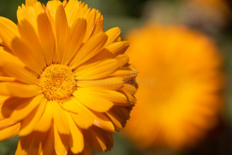 Common Marigold (calendula Officinalis) Flowers Stock Image - Image of ...
