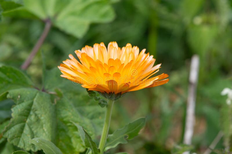 Common Marigold (calendula Officinalis) Flower Stock Image - Image of ...