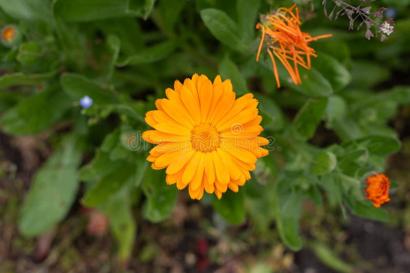 Common Marigold (calendula Officinalis) Flower Stock Image - Image of ...