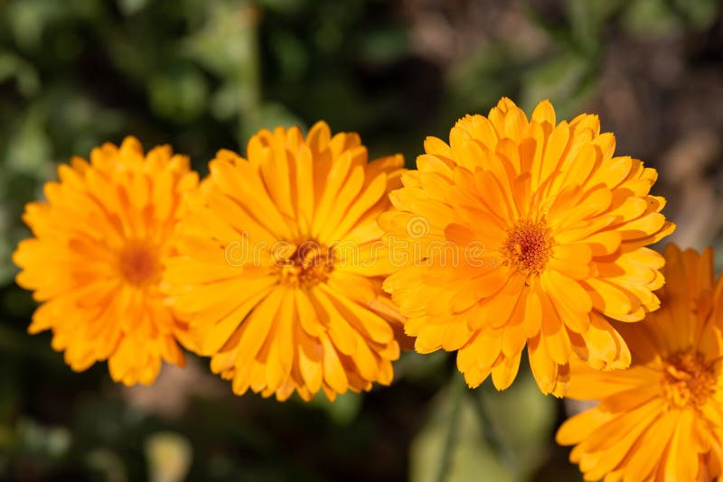 Common Marigold Calendula Officinalis Flowers Stock Photo - Image of ...