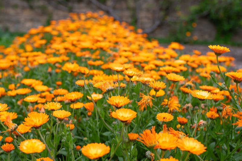 Common Marigold (calendula Officinalis) Flowers Stock Image - Image of ...