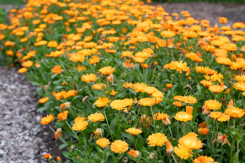 Common Marigold (calendula Officinalis) Flowers Stock Photo - Image of ...