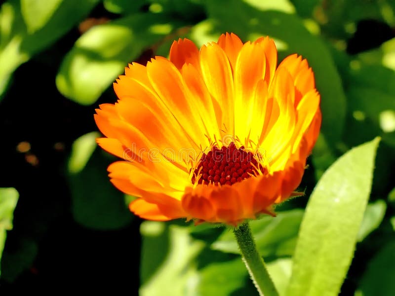 Common Marigold in a Garden Stock Photo - Image of calendula, medical ...