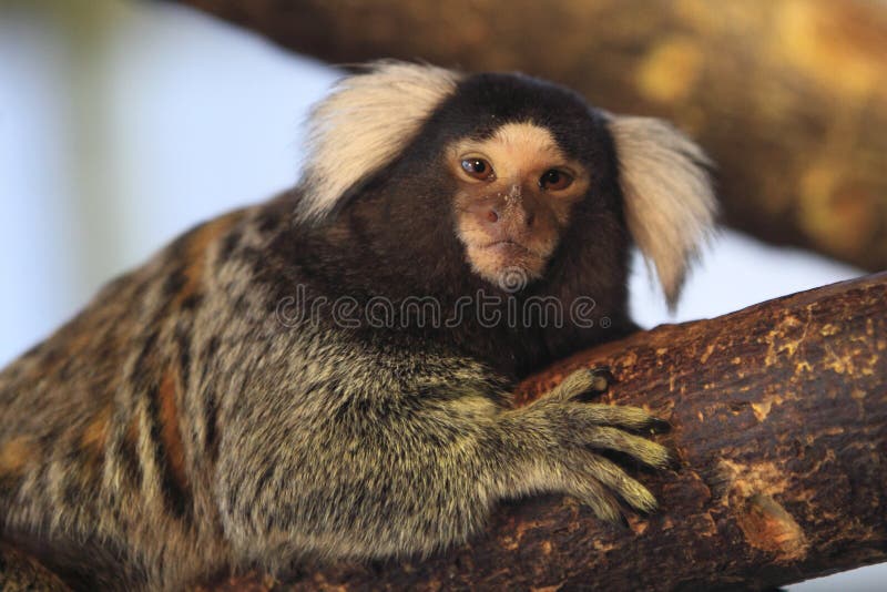 Silvery Marmosets (Callithrix Argentata) Stock Image - Image of monkey ...