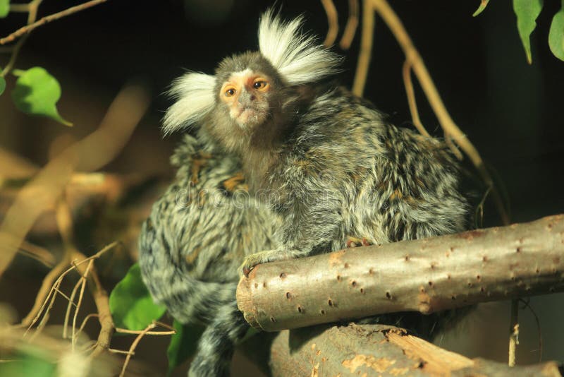Silvery Marmosets (Callithrix Argentata) Stock Image - Image of monkey ...