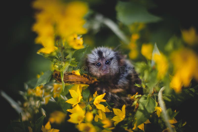 The Common Marmoset Baby on the Branch in Summer Garden Stock Image ...