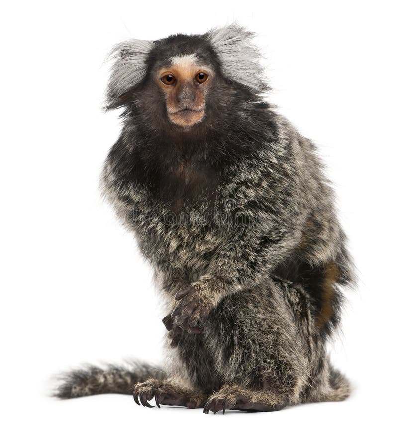 Common Marmoset (Callithrix Jacchus Stock Photo - Image of jacchus ...