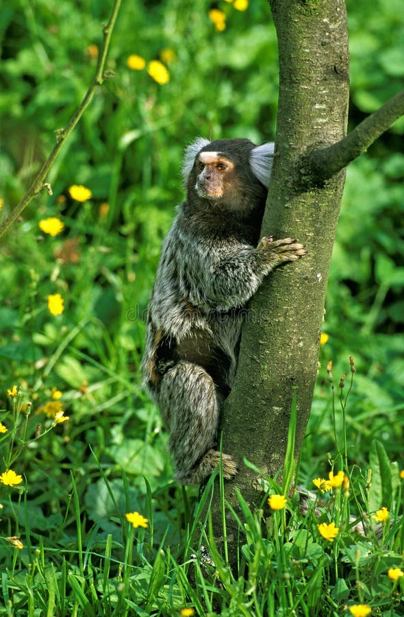 COMMON MARMOSET Callithrix Jacchus Stock Image - Image of length, south ...