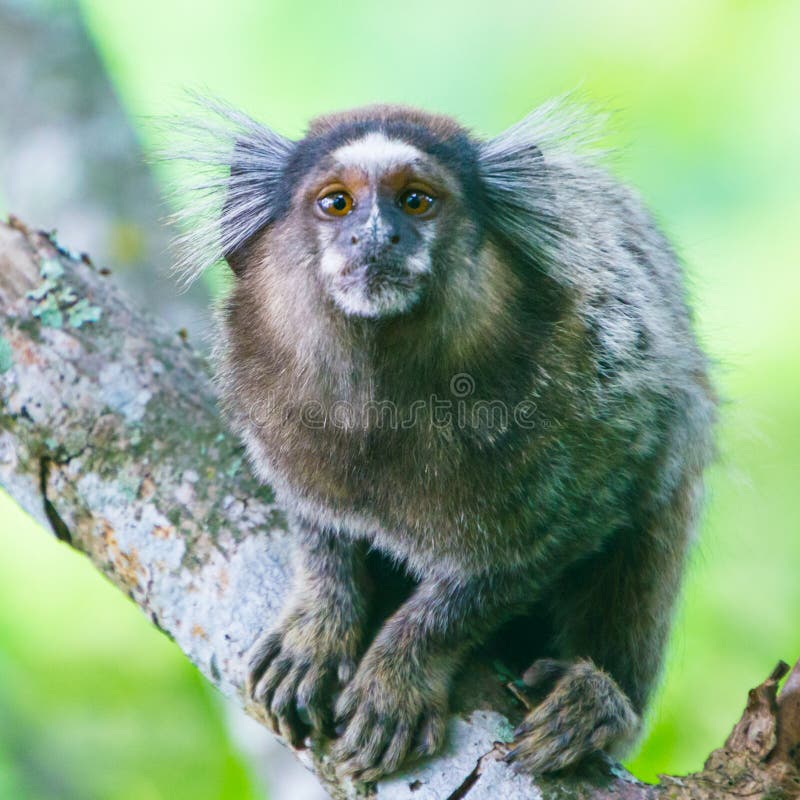 Common Marmoset - Callithrix Jacchus. Stock Photo - Image of species ...