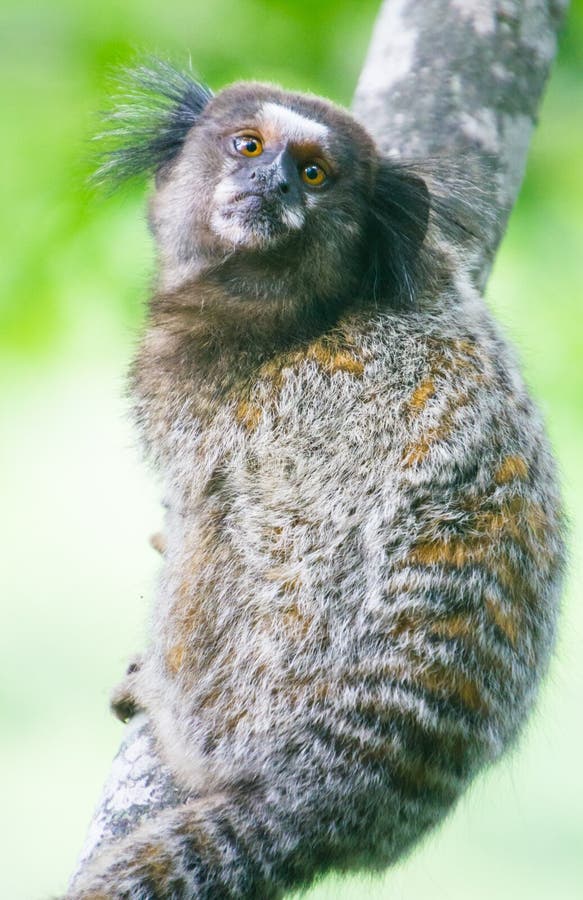 Common Marmoset - Callithrix Jacchus. Stock Photo - Image of species ...