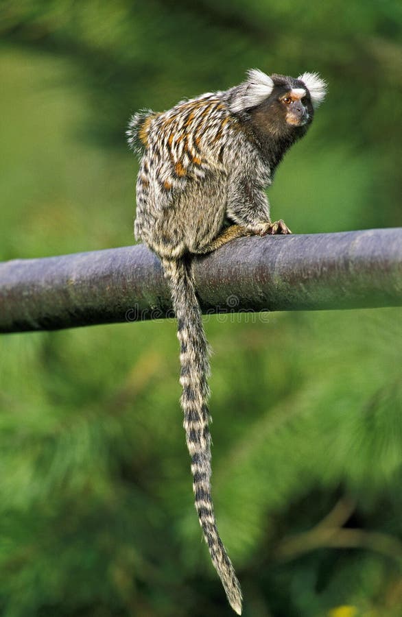 Common Marmoset, Callithrix Jacchus, Adult Stock Photo - Image of ...