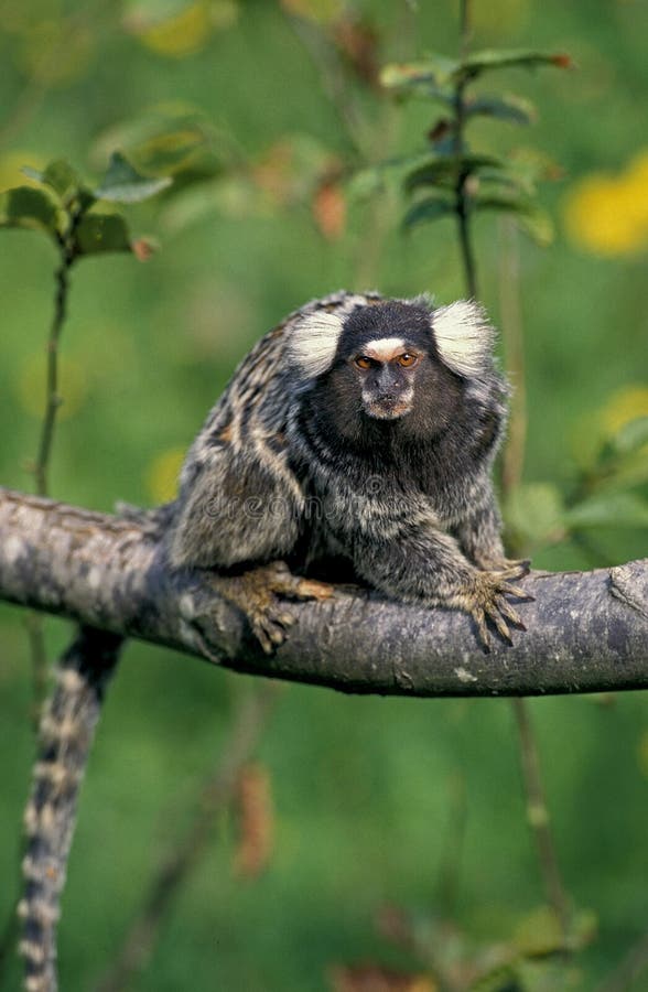 Common Marmoset, Callithrix Jacchus, Adult Standing on Branch Stock ...