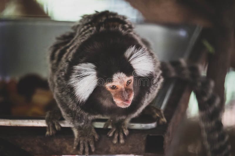 The Common Marmoset (Callithrix Jacchus) Also Called White-tufted ...