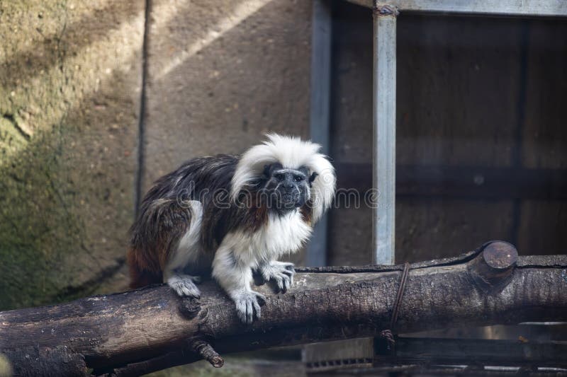 Common Marmoset (Callithrix Jacchus Stock Photo - Image of primate ...