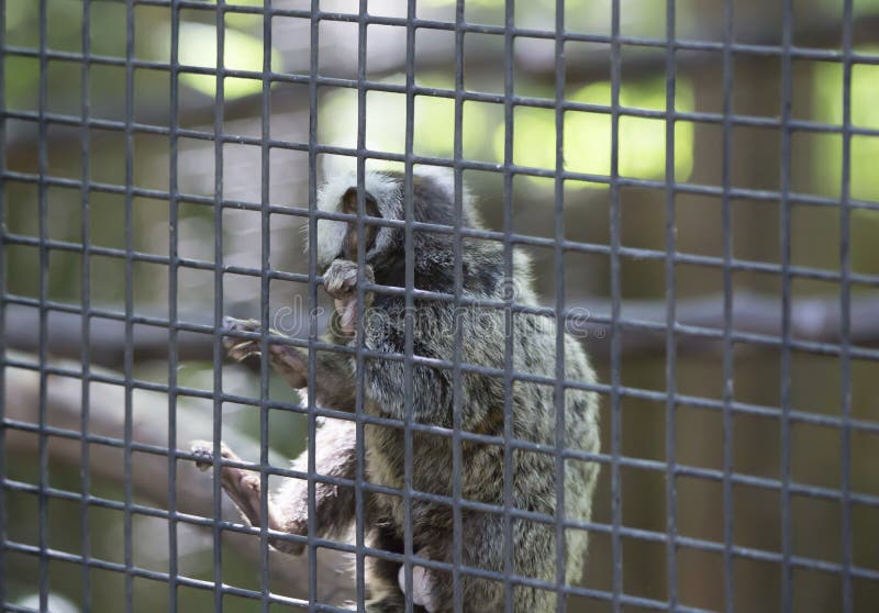 Common Marmoset Callithrix Jacchus Monkey Stock Image - Image of ...