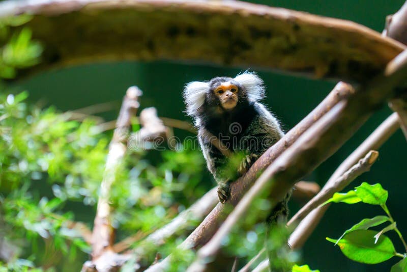 Common Marmoset - Callithrix Jacchus. Stock Photo - Image of species ...