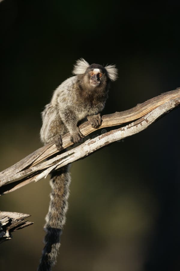 Common Marmoset, Callithrix Jacchus Stock Image - Image of animal ...