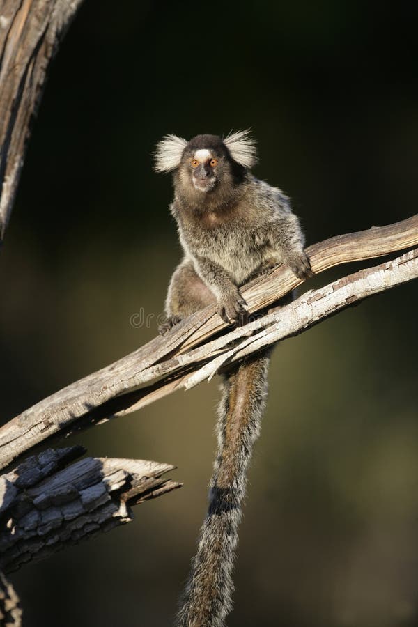 Common Marmoset, Callithrix Jacchus Stock Image - Image of animal ...