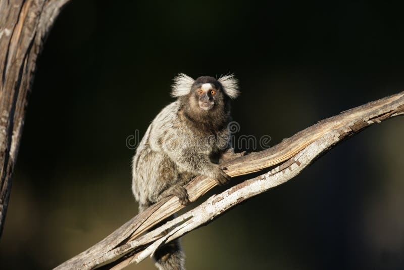 Common Marmoset, Callithrix Jacchus Stock Image - Image of animal ...