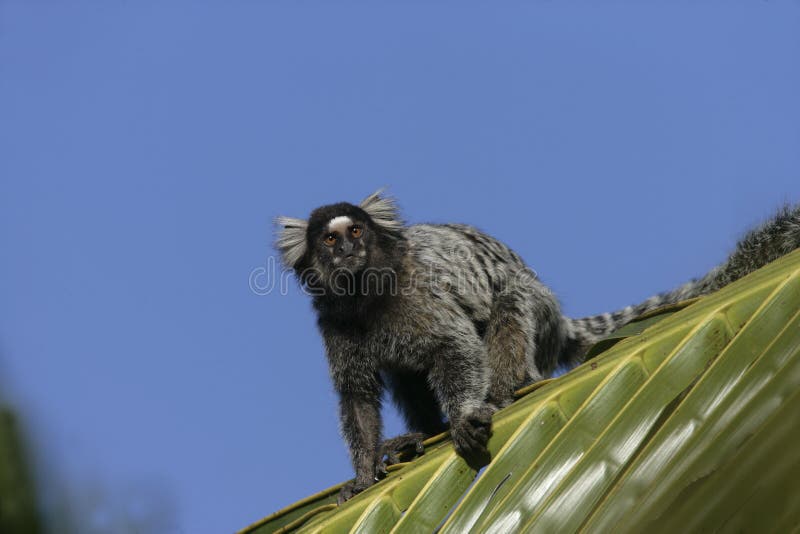 Common Marmoset, Callithrix Jacchus Stock Image - Image of animal ...