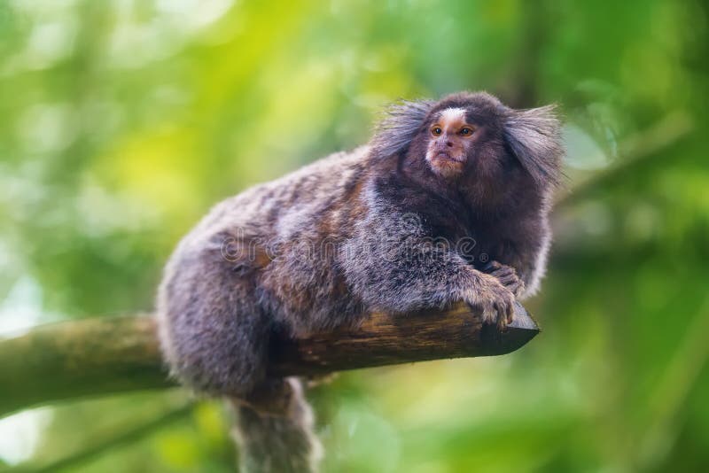 Common Marmoset Callithrix Jacchus Stock Photo - Image of long, hair ...