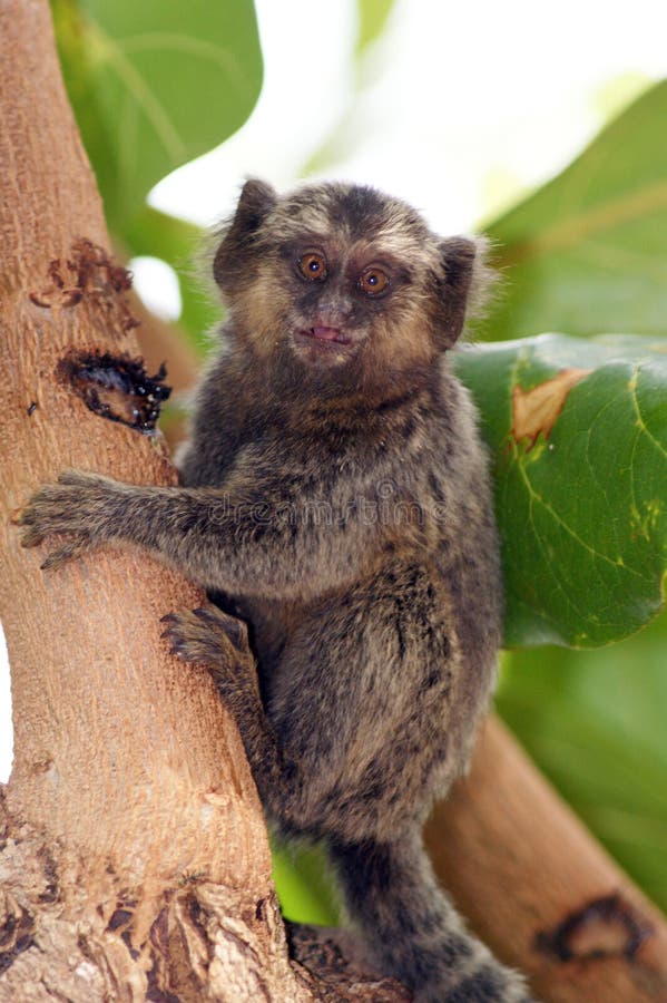 Common Marmoset - Callithrix Pygmy Stock Image - Image of monkey ...