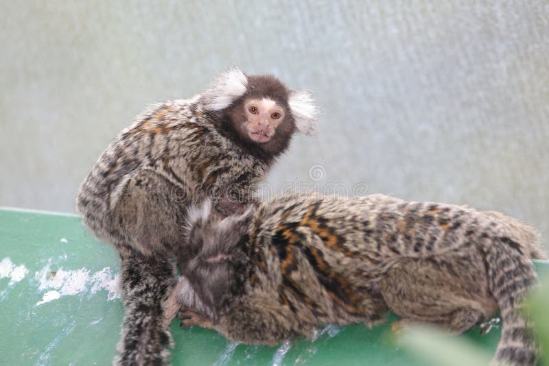 Common marmoset stock photo. Image of mammal, callithrix - 30720130