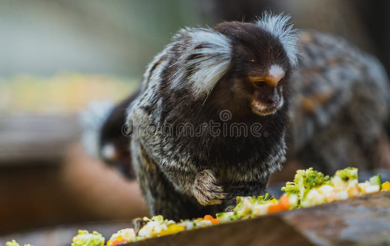 Common Marmoset, Lovely Monkey Very Up Close Stock Photo - Image of ...