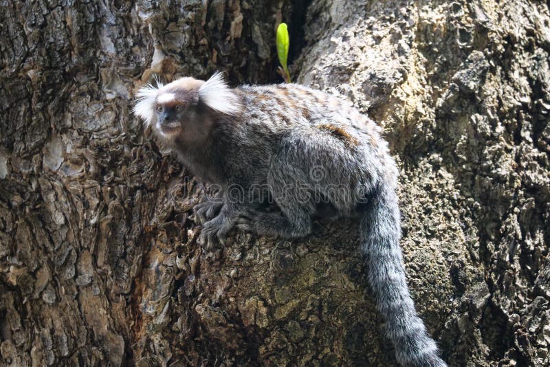 A Common Marmoset Monkey - Callithrix Jacchus -looking Sideways while ...